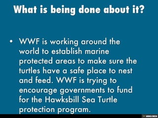 Hawksbill Sea Turtle | PPT