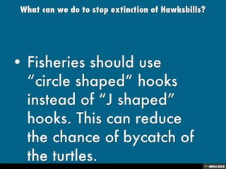 Hawksbill Sea Turtle | PPT