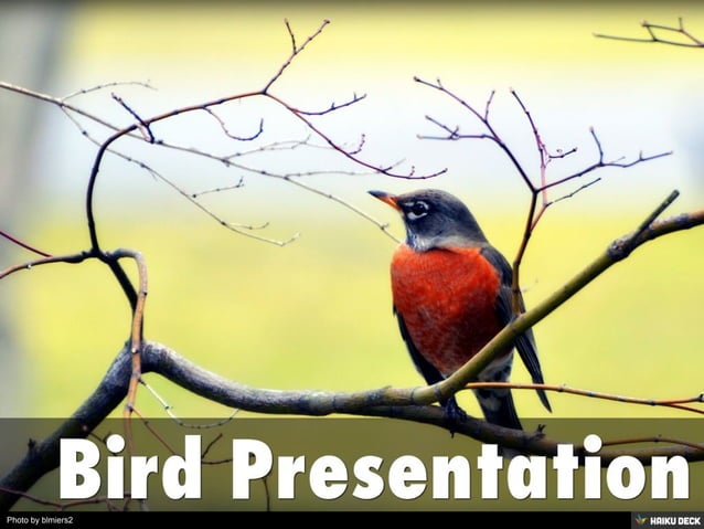 Bird Presentation | PDF