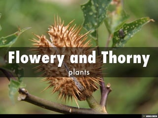 Coexistence of Opposites | PPT