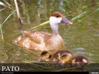 ANIMALES DE LA GRANJA | PDF