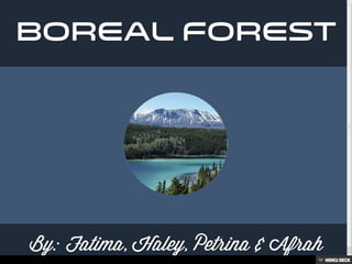 Boreal Forest | PPT
