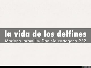 la vida de los delfines