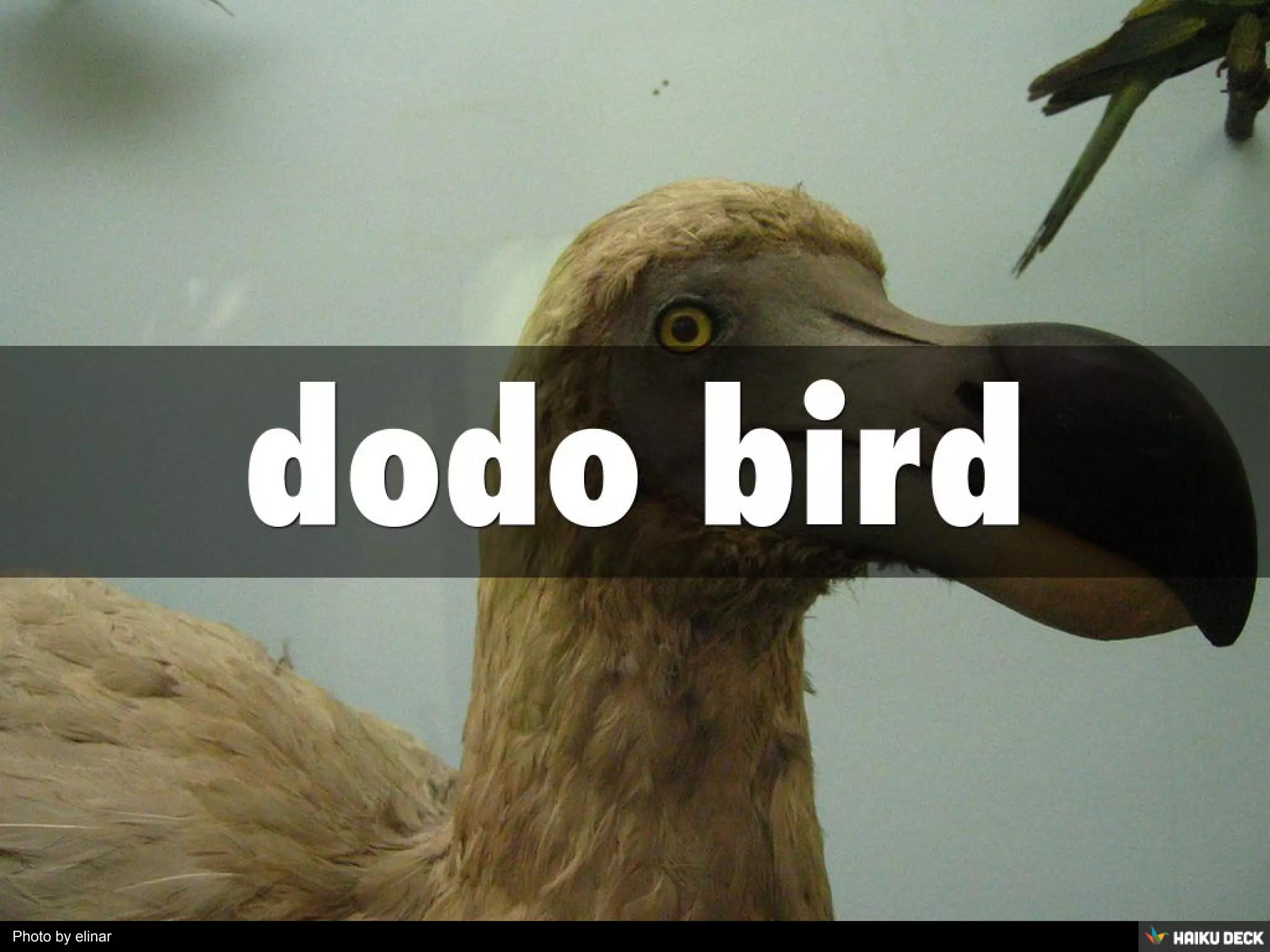 extinct animals | PPT