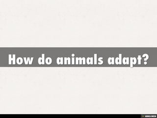 How do animals adapt? | PDF