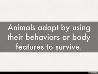 How do animals adapt? | PDF