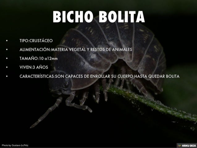 INVESTIGANDO LOS ALUMNOS DE 2° GRADO ENCONTRAMOS ESTOS INSECTOS.