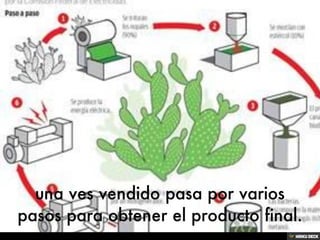 EXPORTACIÓN DEL NOPAL | PPT