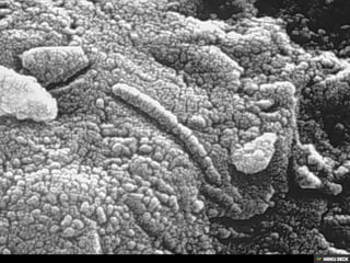 Cosmozoica theory | PDF