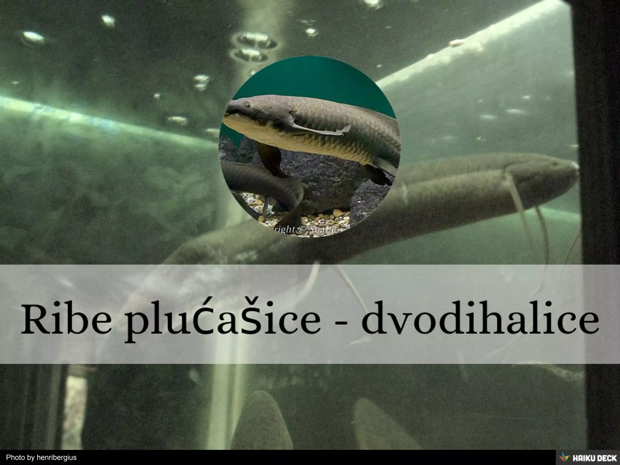 Ribe plućašice - dvodihalice | PDF