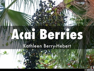 Acai Berries | PDF