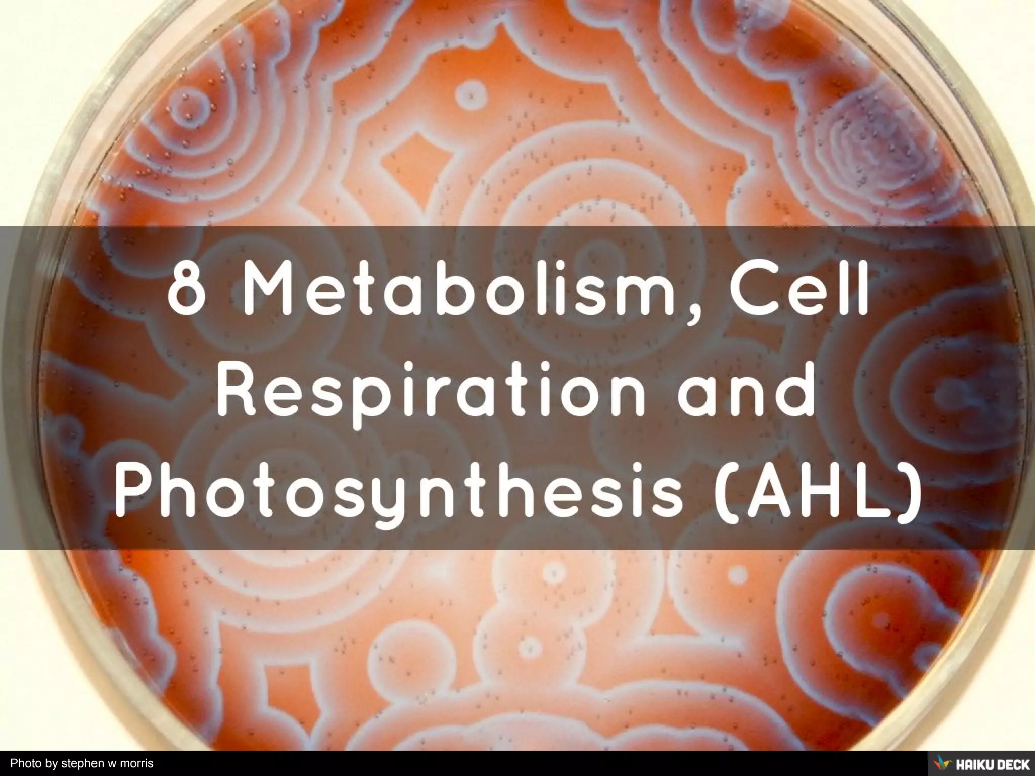 8 Metabolism, Cell Respiration and Photosynthesis (AHL) | PDF