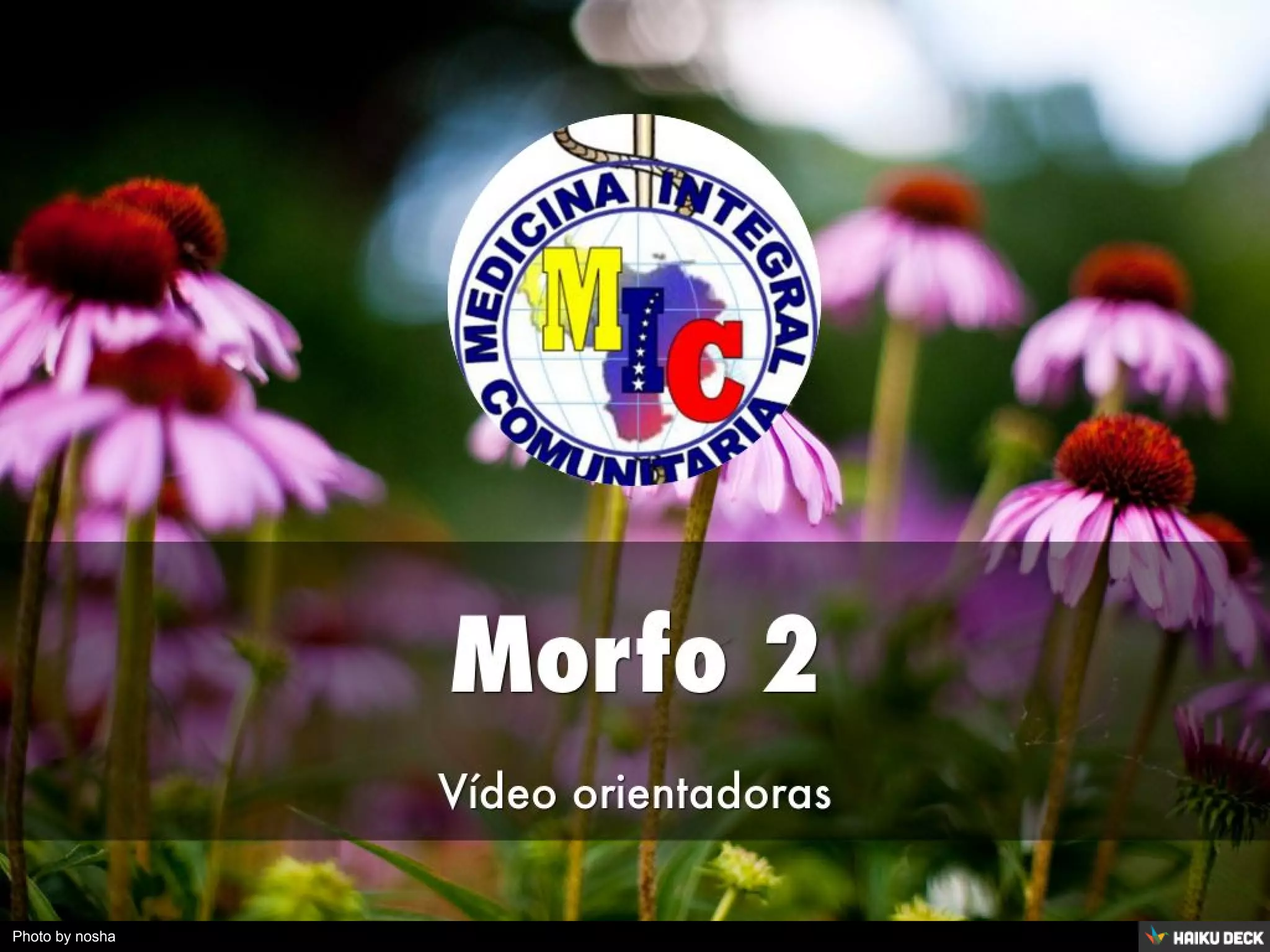 Morfo 2 | PPT