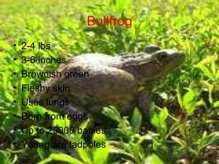 A Animal Info Power Point | PPT