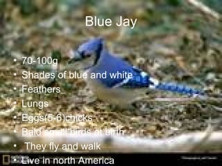 A Animal Info Power Point | PPT