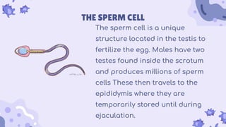 A - Morphology of the male reproductive system.pptx