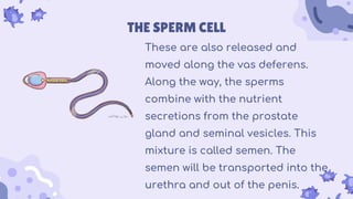 A - Morphology of the male reproductive system.pptx