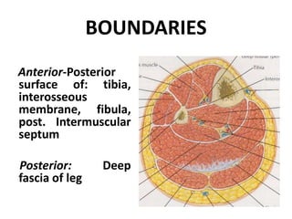 A-BACKOF_LEG-16-12-14 ppt.ppt