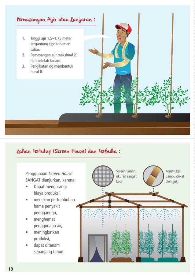 budidaya cabai | PDF