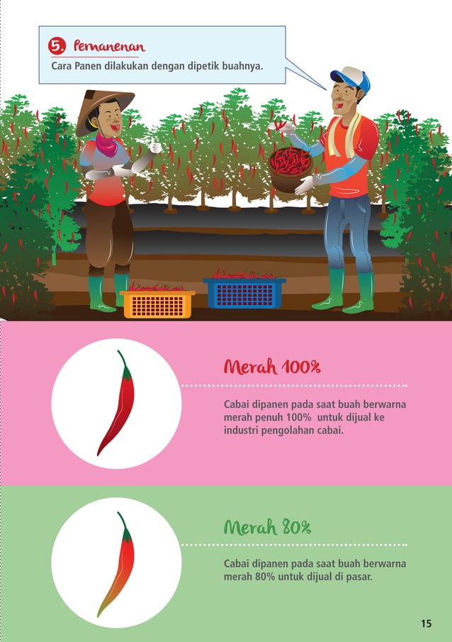 budidaya cabai | PDF