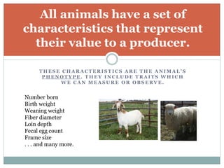 A beginner’s guide to EBVs | PPTX