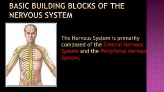 A. biological bases of behavior2 | PPTX