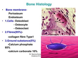 A-Bone_cartilage-16-12-14.pdf