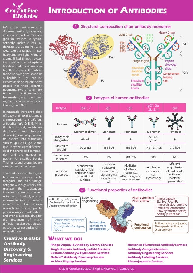 Custom Antibody & Hybridoma Services | PDF