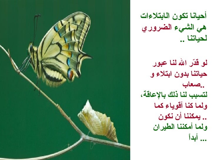 A Butterfly’s Lesson in arabic