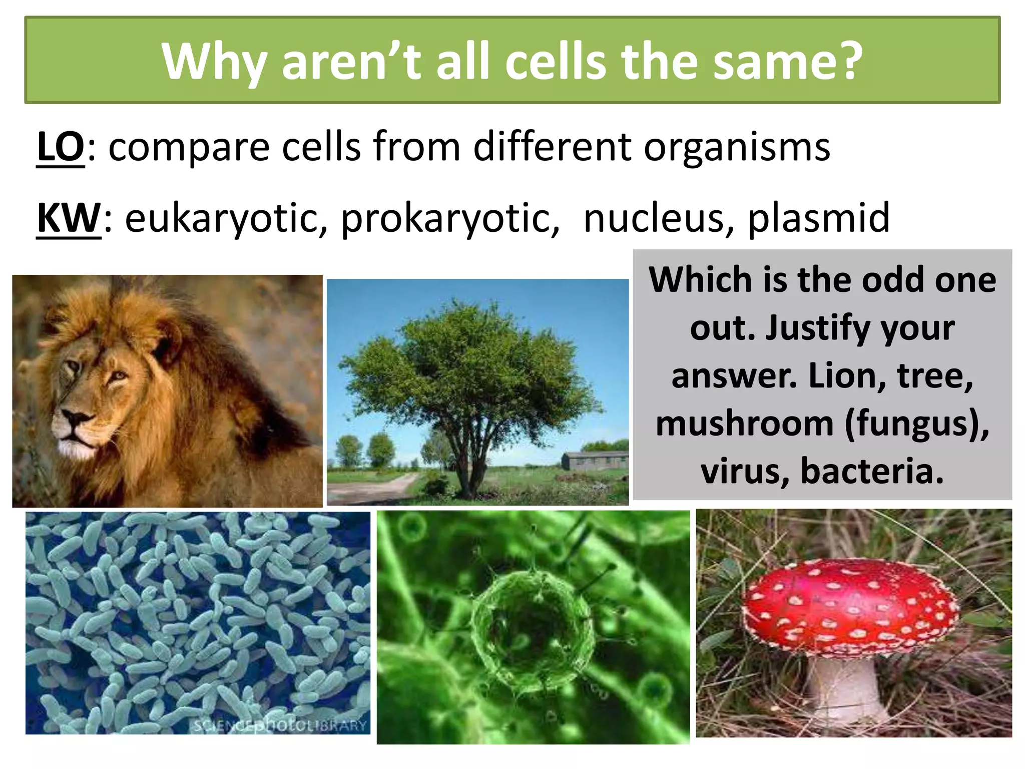 a-Cell-Structure.pptx