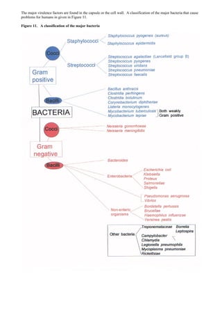 A CLINICALLY BIASED ACCOUNT OF COMMON PATHOGENIC BACTERIA | PDF