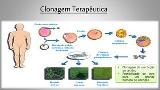 Clonagem_humana | PPTX