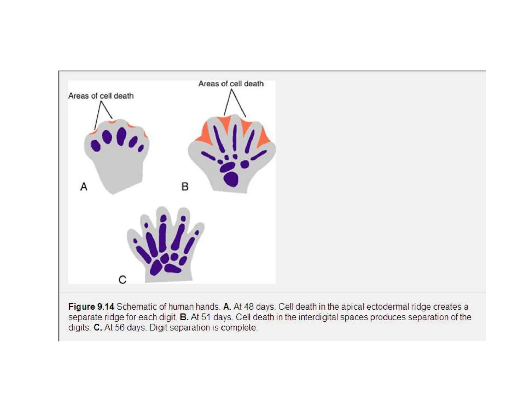 A-Development_of_Upper_Limb-16-12-14.ppt