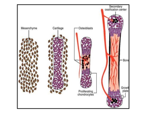 A-Development_of_Upper_Limb-16-12-14.ppt | Pregnancy | Reproductive Health