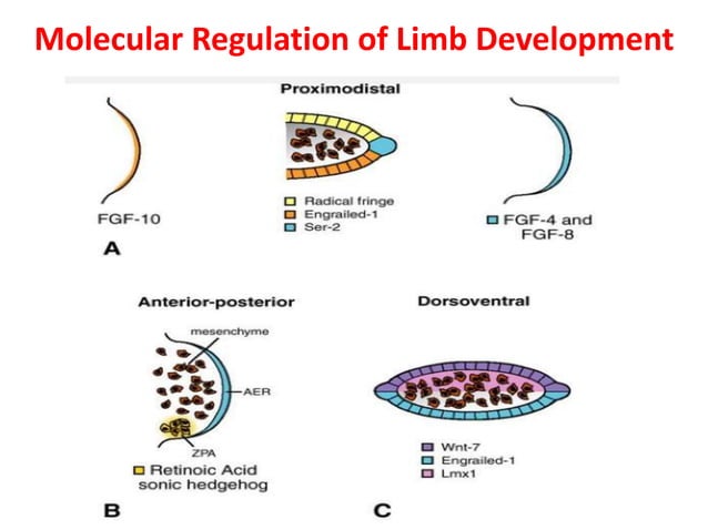 A-Development_of_Upper_Limb-16-12-14.ppt | Pregnancy | Reproductive Health