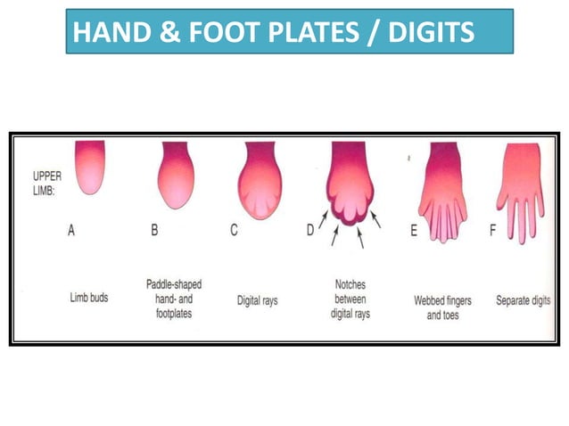 A-Development_of_Upper_Limb-16-12-14.ppt | Pregnancy | Reproductive Health