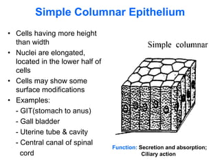 A-Epithelial_tissue1-16-12-14.pdf