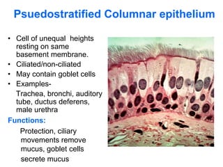 A-Epithelial_tissue1-16-12-14.pdf