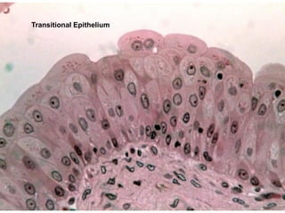 A-Epithelial_tissue1-16-12-14.pdf