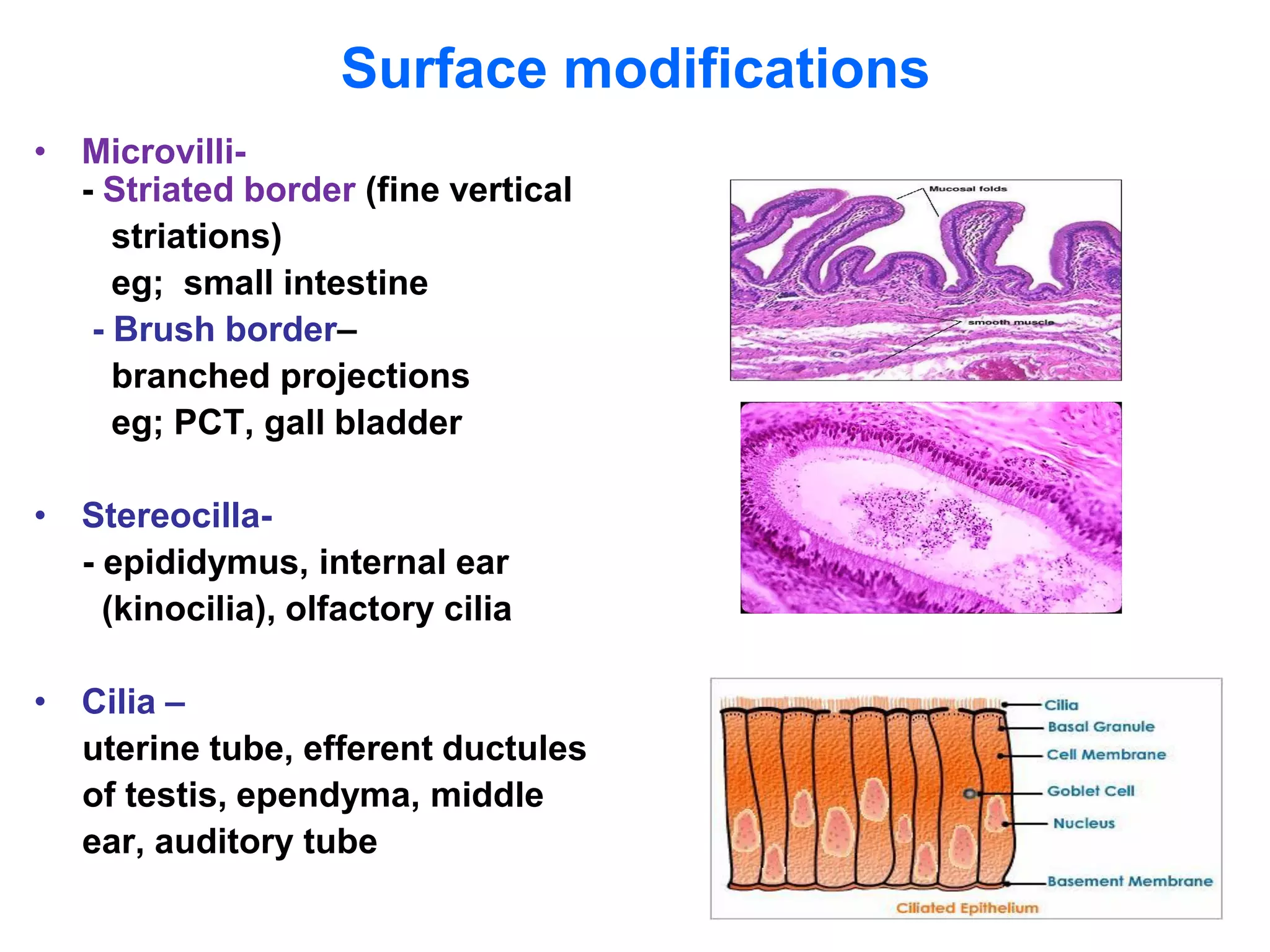 A-Epithelial_tissue1-16-12-14.pdf