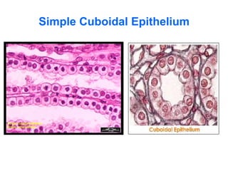 A-Epithelial_tissue1-16-12-14.pdf