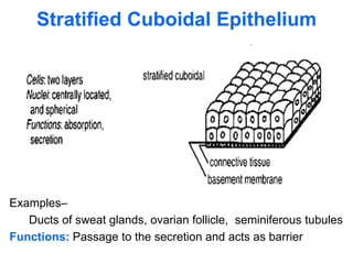 A-Epithelial_tissue1-16-12-14.pdf