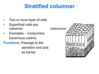 A-Epithelial_tissue1-16-12-14.pdf