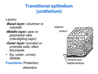 A-Epithelial_tissue1-16-12-14.pdf