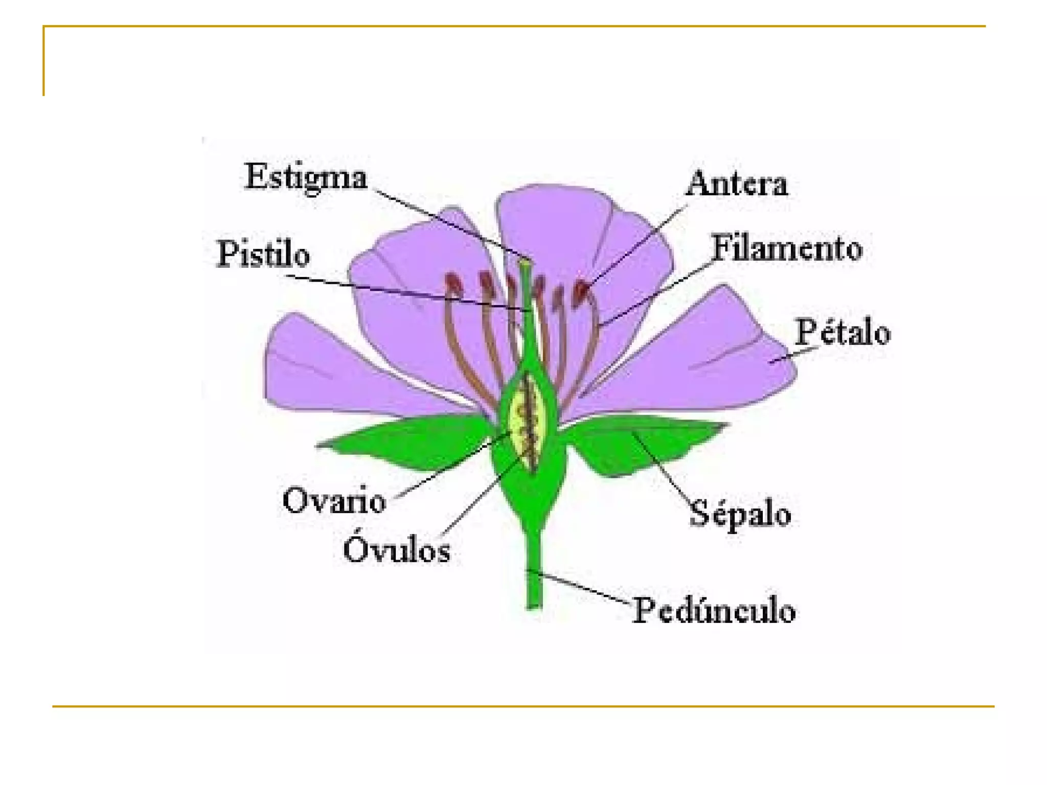 Partes da flor | PPT