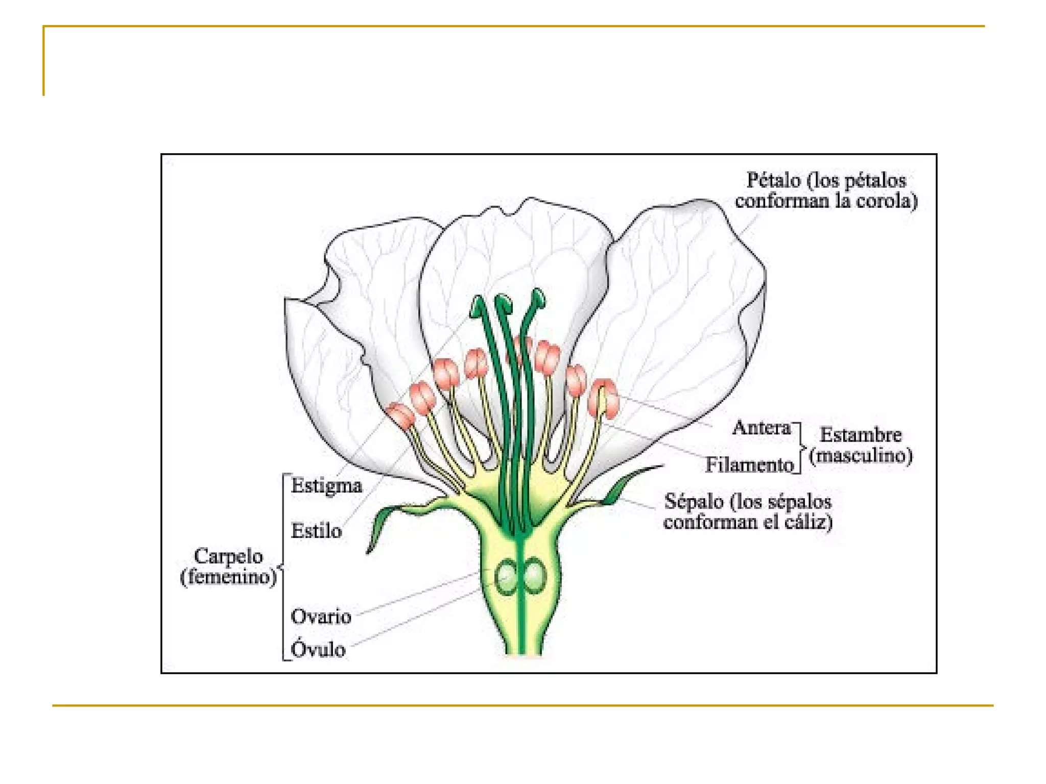 Partes da flor | PPT