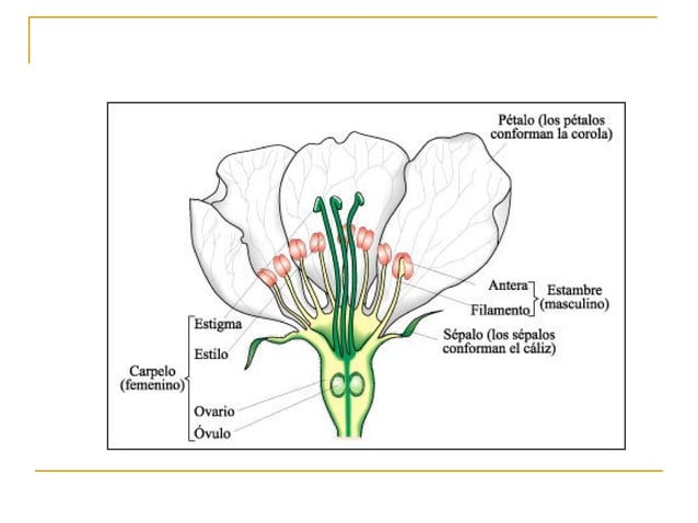 Partes da flor | PPT