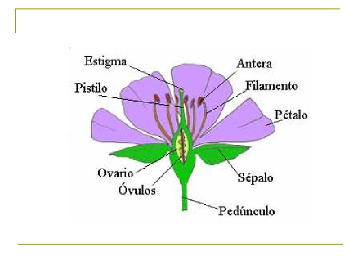 Partes da flor