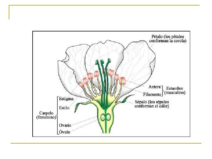 Partes da flor