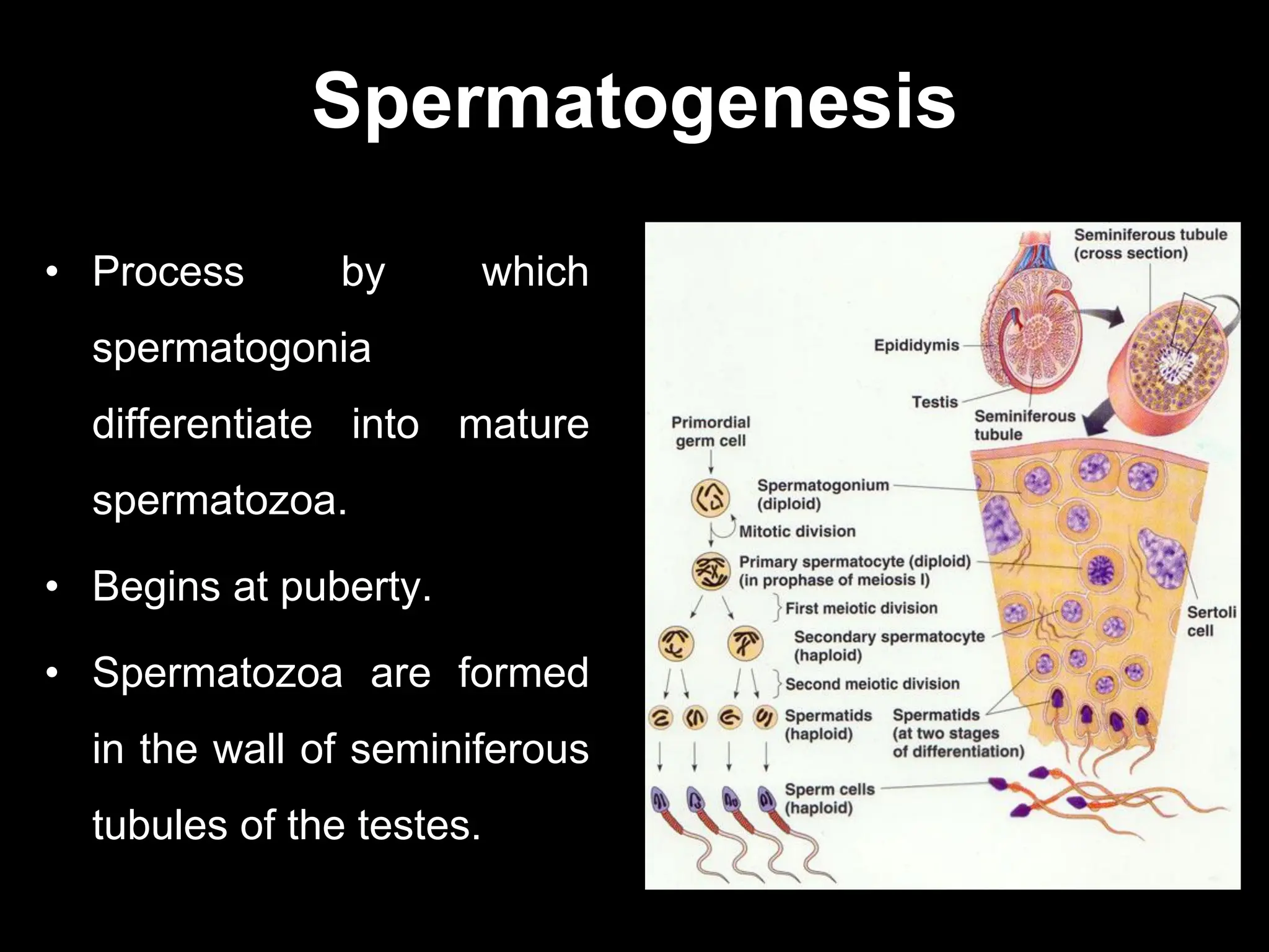 Gametogenesis. An insight on spermatogenesis in men, and gametogenesis ...